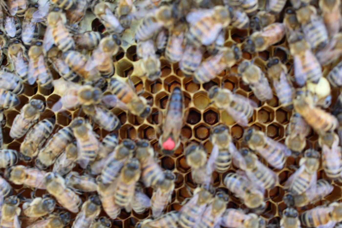 Grad Research: To Bee or Not to Bee | Graduate Admissions